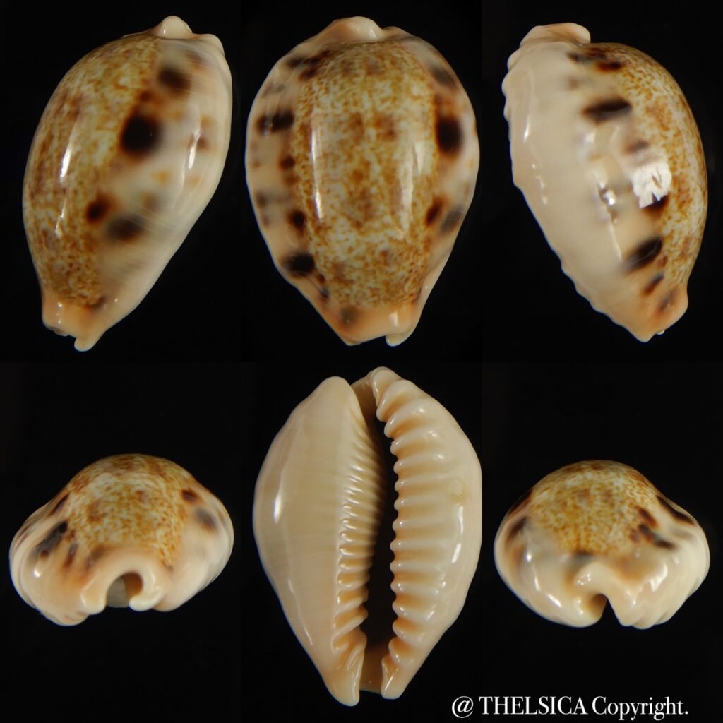 Cypraea caurica quinquefasciata f. nabequensis 30.34 mm Gem - Thelsica