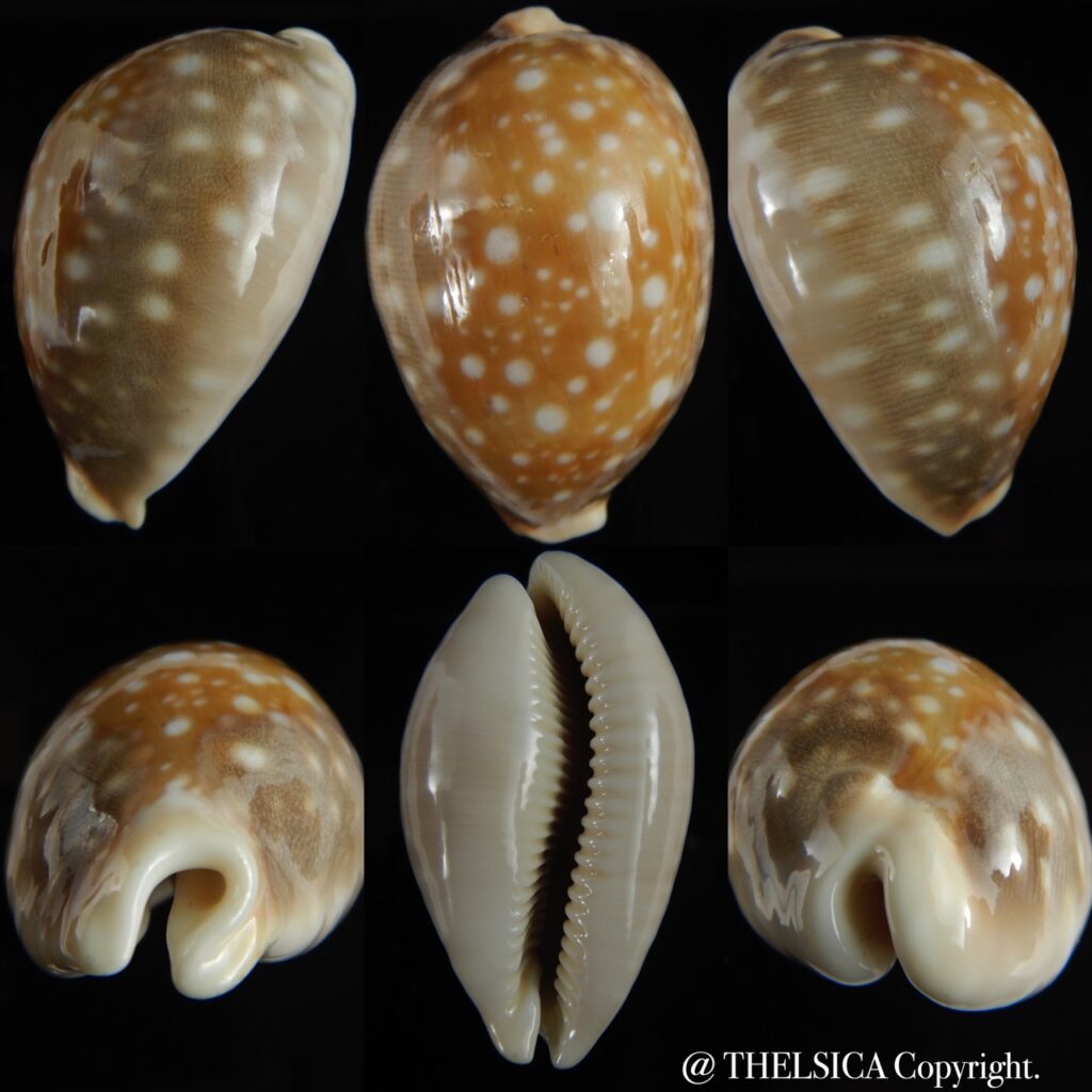 Lyncina vitellus..VERY Big size 71.50 mm F+++/Gem - Thelsica