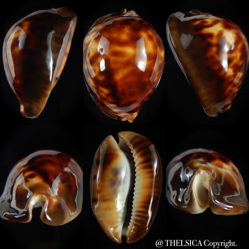 Zoila thersites thersites 70.99 mm Gem - Thelsica