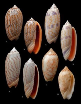 New Species and Subspecies of Olive Shells recently describe... - Thelsica