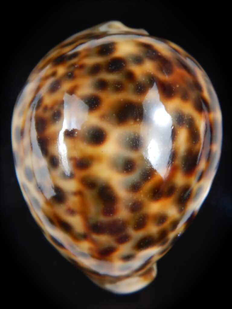 Cypraea tigris pardalis ..SP Colour... 80.61 mm Gem - Thelsica
