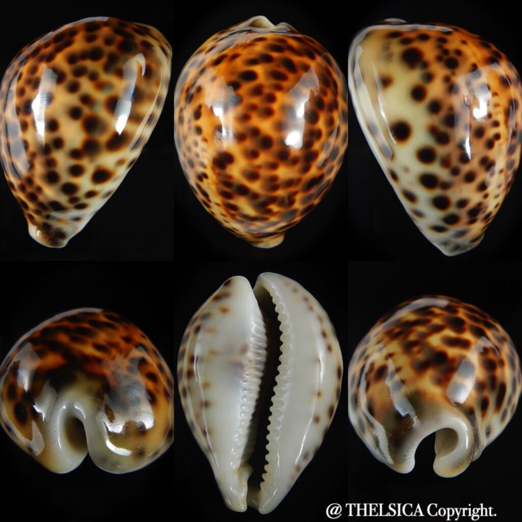 Cypraea tigris pardalis " SP colour" 82.69 mm Gem - Thelsica