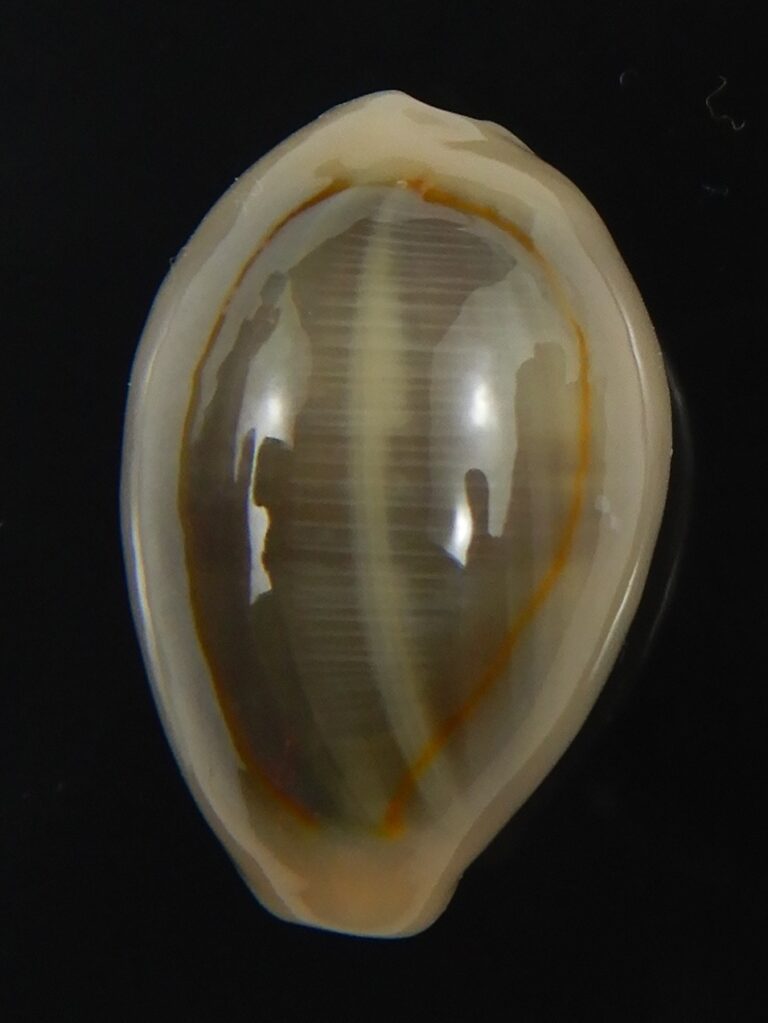 Monetaria annulus ..SP colour... 20.68 mm Gem - Thelsica