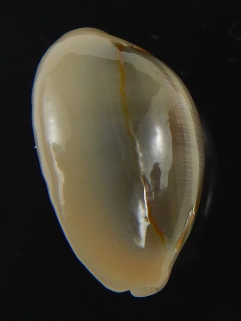 Monetaria annulus ..SP colour... 20.68 mm Gem - Thelsica