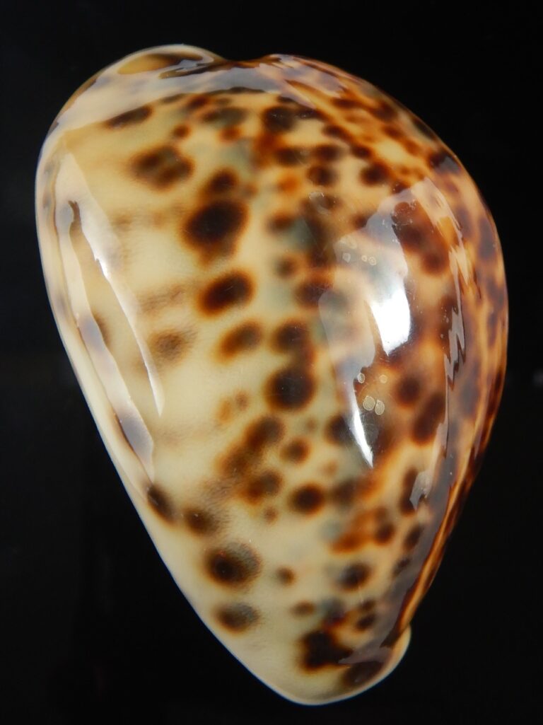 Cypraea tigris pardalis " SP colour" 78.68 mm Gem (-) - Thelsica