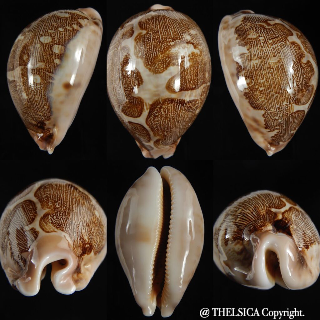 Leporicypraea mappa ...QLD... 74.10 mm Gem - Thelsica