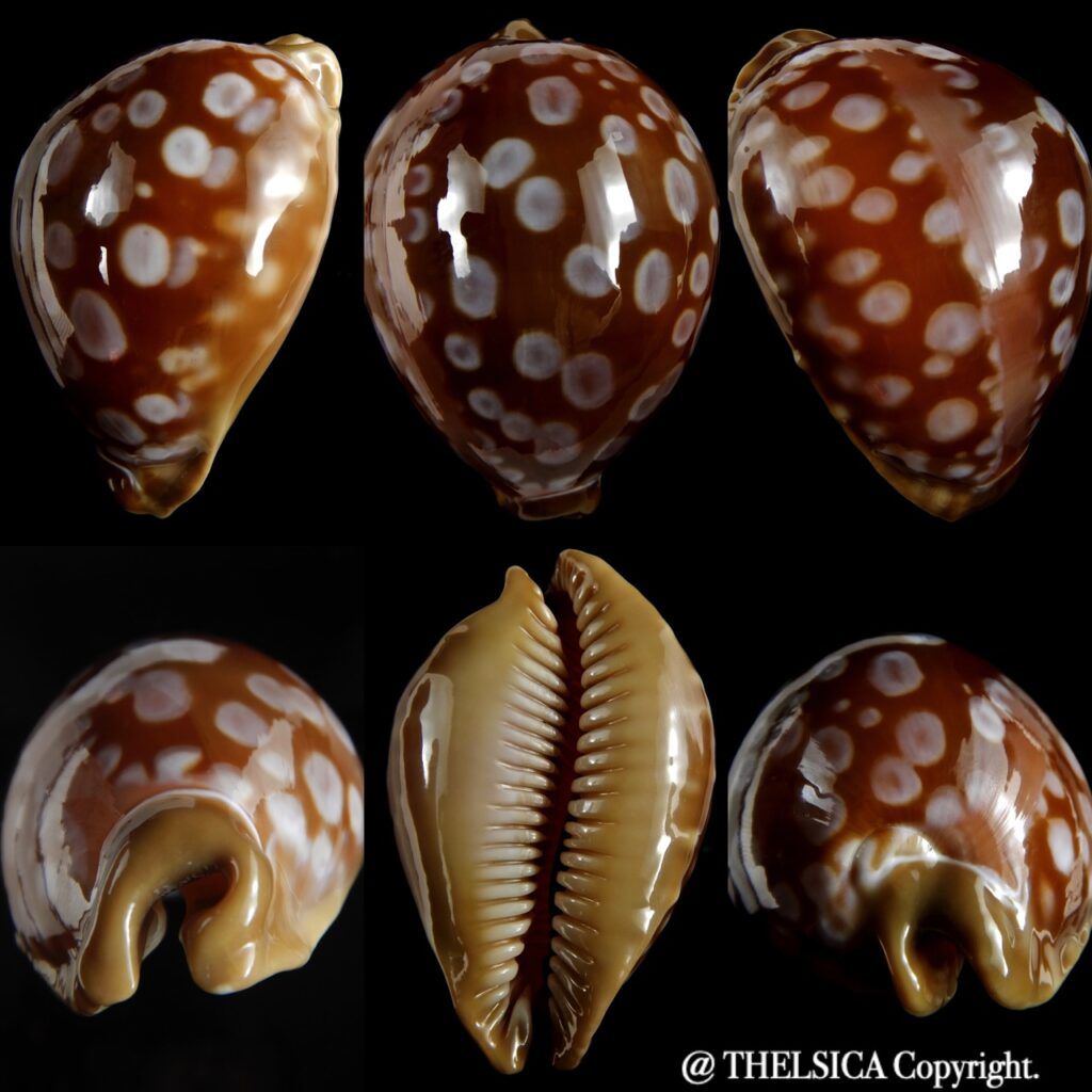 Callistocypraea leucodon escotoi ..big size .. 81.80 mm Gem - Thelsica