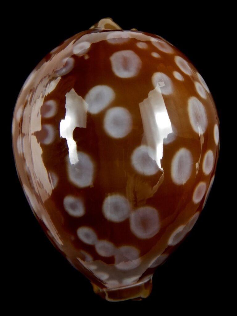 Callistocypraea leucodon escotoi ..big size .. 81.80 mm Gem - Thelsica