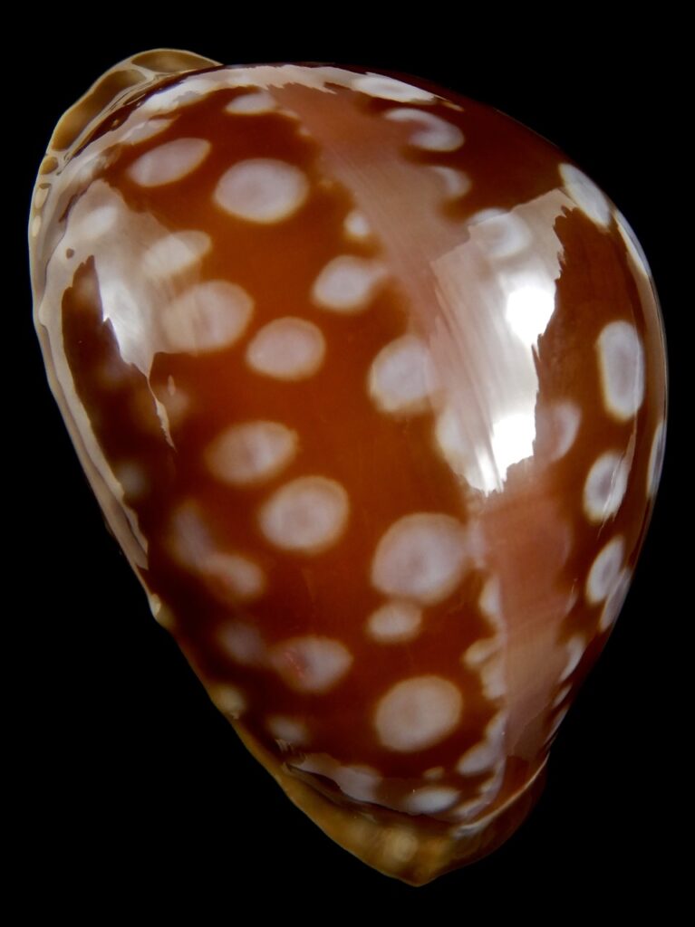 Callistocypraea leucodon escotoi ..big size .. 81.80 mm Gem - Thelsica