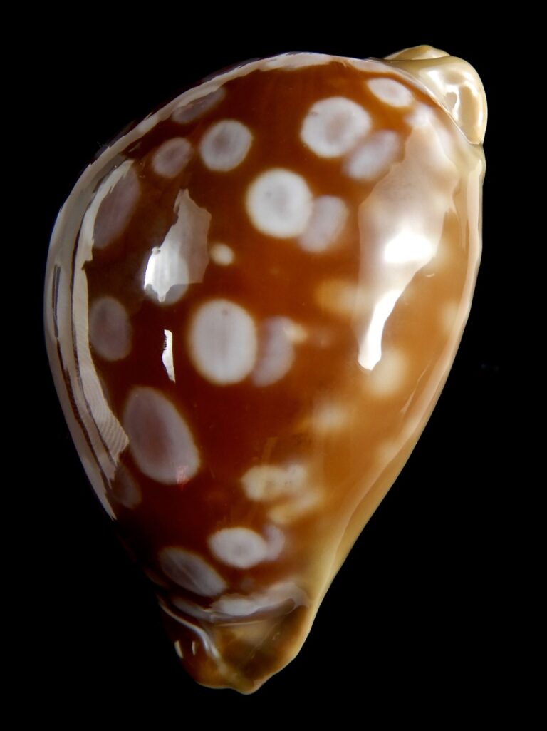 Callistocypraea leucodon escotoi ..big size .. 81.80 mm Gem - Thelsica