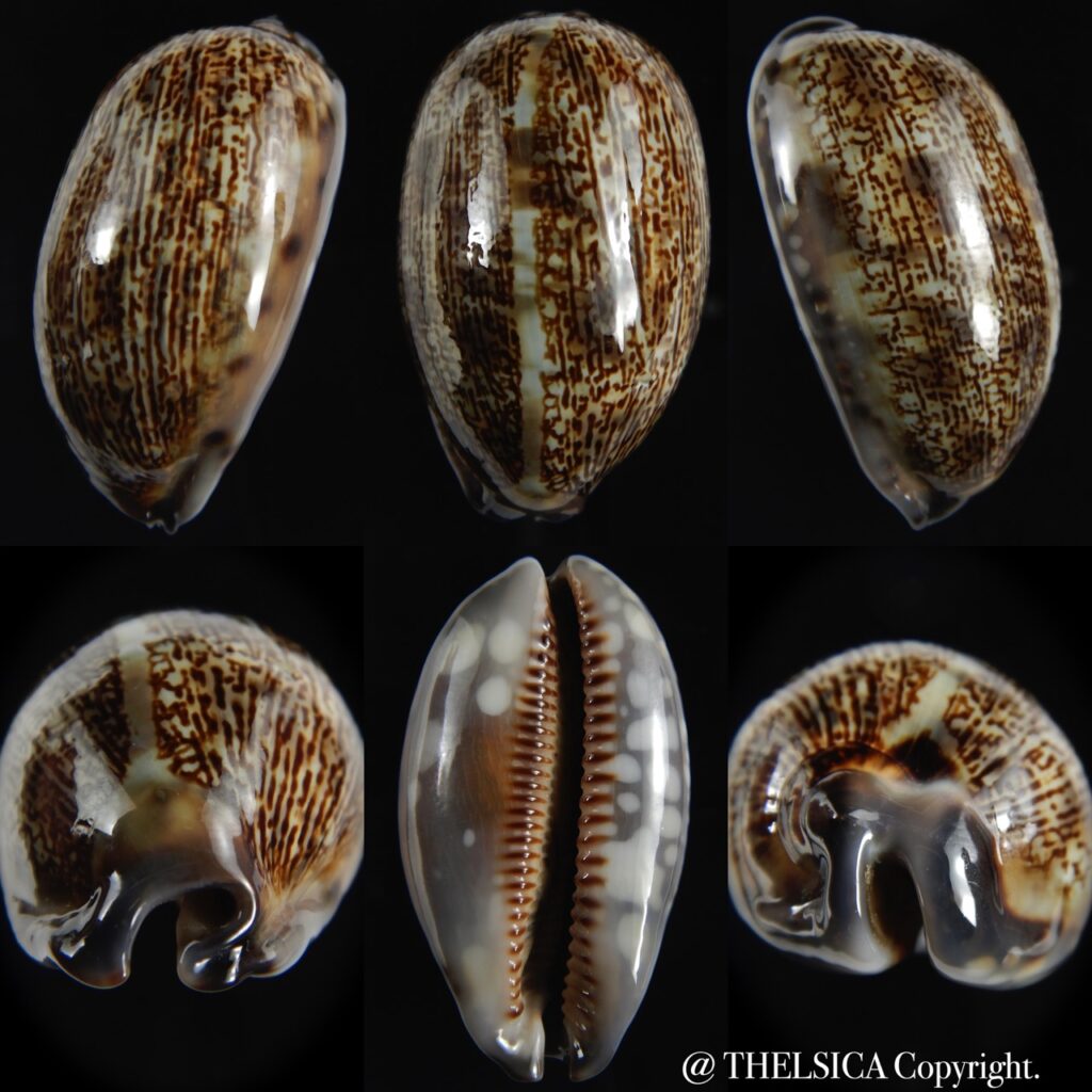 Mauritia eglantina ..alboguttata... 47.06 mm Gem - Thelsica