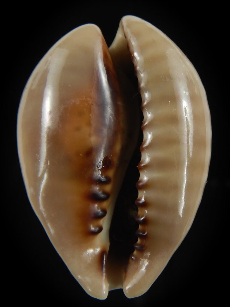 Muracypraea mus mus ..Overglazed... 47.57 mm Gem (-) - Thelsica