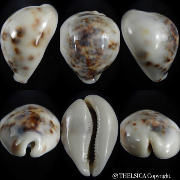 Cypraea Archives - Thelsica