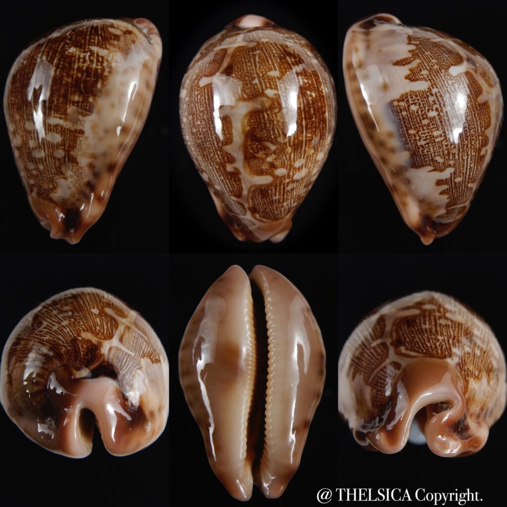 Leporicypraea mappa mappa ..Dwarf... 55.55 mm Gem - Thelsica