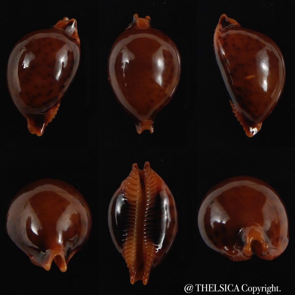 Pustularia globulus sphaeridium ..SP pattern... 20.10 mm Gem - Thelsica