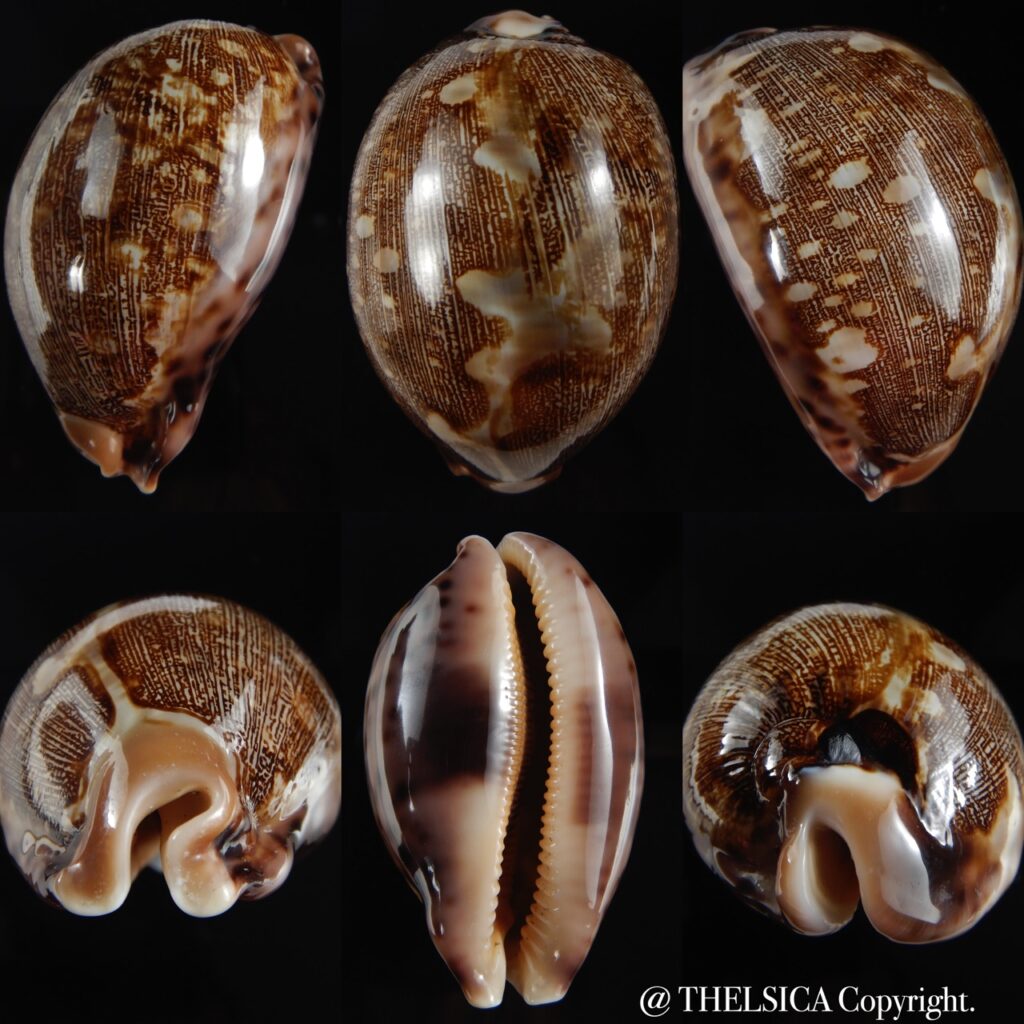 Leporicypraea mappa mappa ... 72.50 mm Gem - Thelsica