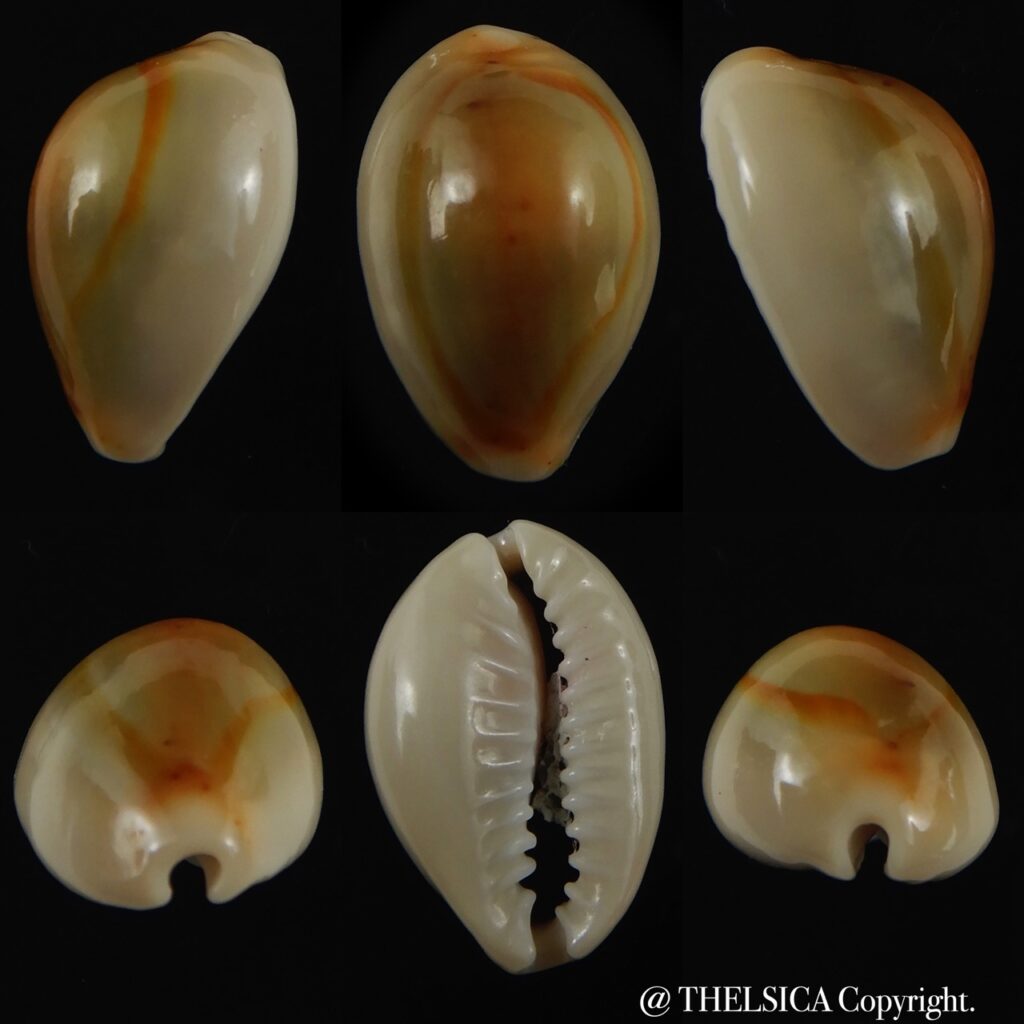 Monetaria annulus olgae 21 mm Gem - Thelsica