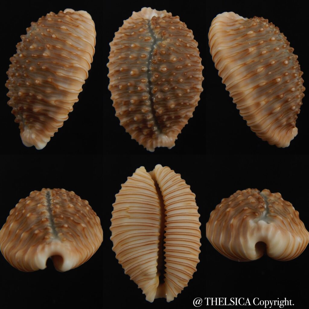 Cypraea granulata granulata 27.55 mm Gem - Thelsica