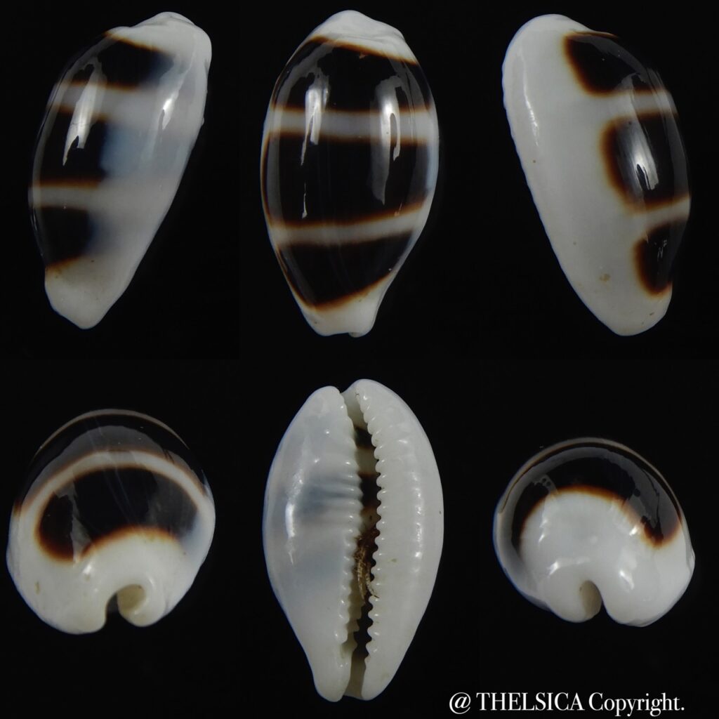 Palmadusta asellus asellus .. BIG size ... 23.95 mm Gem - Thelsica