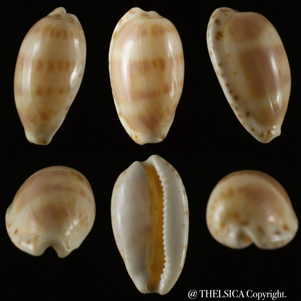Cypraea pulicaria 20.13 mm Gem - Thelsica