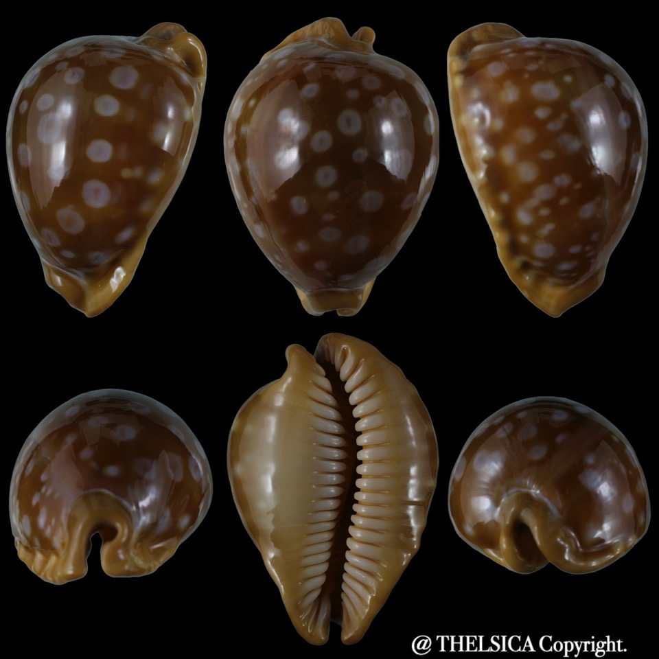 Callistocypraea leucodon escotoi … 72.41 mm Gem - Thelsica
