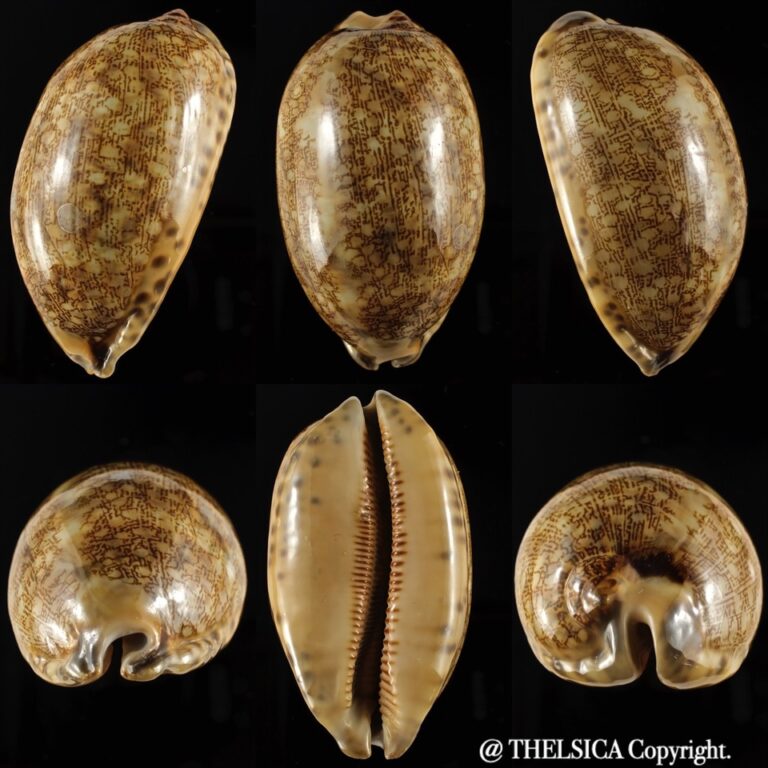 Mauritia eglantina ..GIANT... 81.17 mm Gem - Thelsica