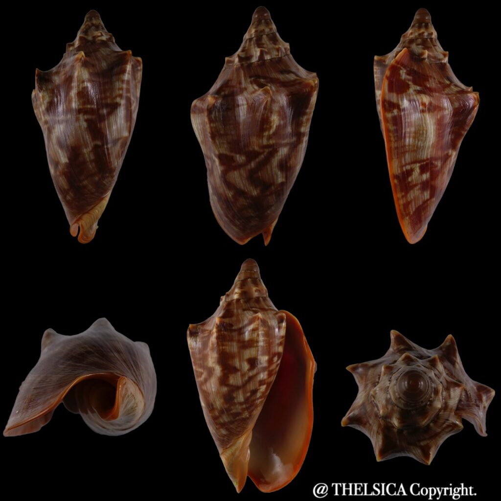 Cymbiola aulica aulica 135.52 mm Gem - Thelsica