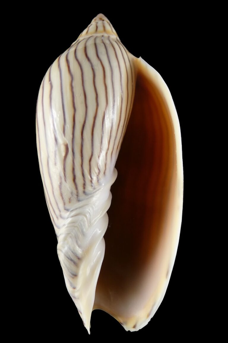 Amoria ellioti 87.85 mm Gem - Thelsica