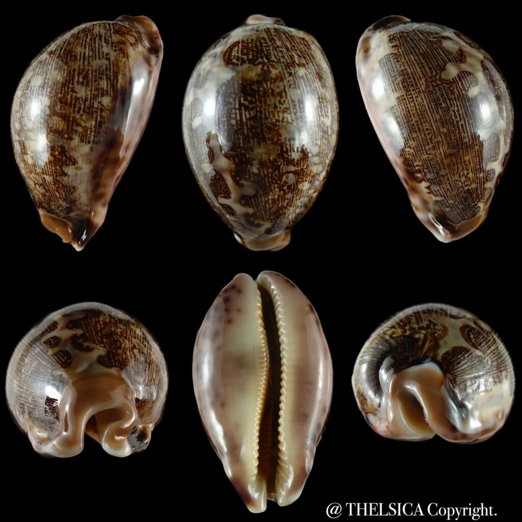 Leporicypraea mappa mappa .. 71.69 mm Gem - Thelsica