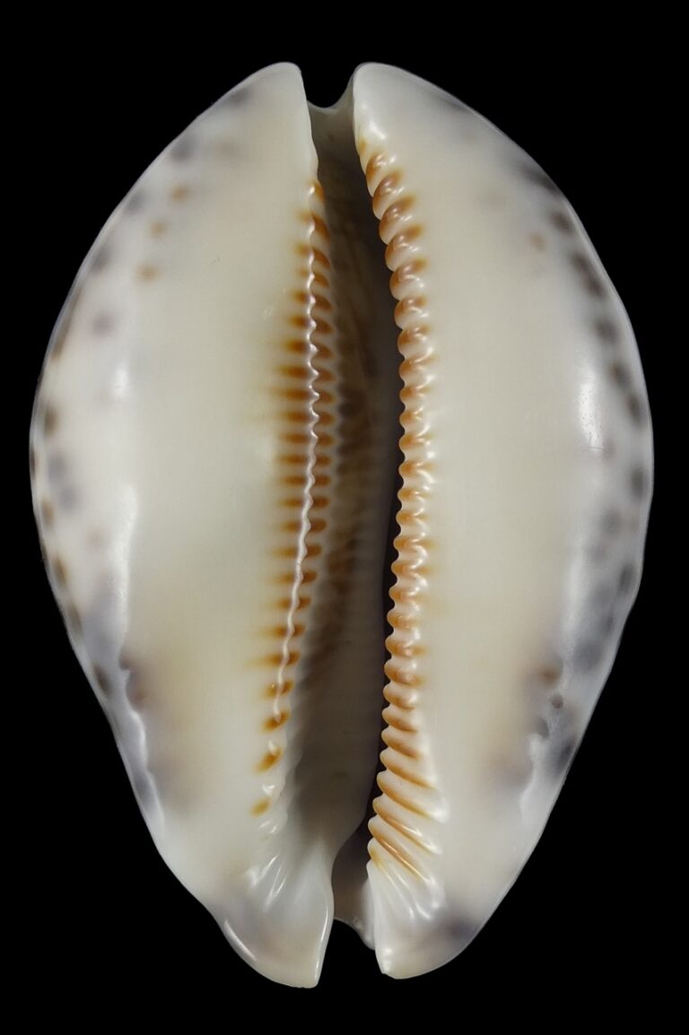 Mauritia histrio westralis .. Big size ... 69.42 mm Gem - Thelsica