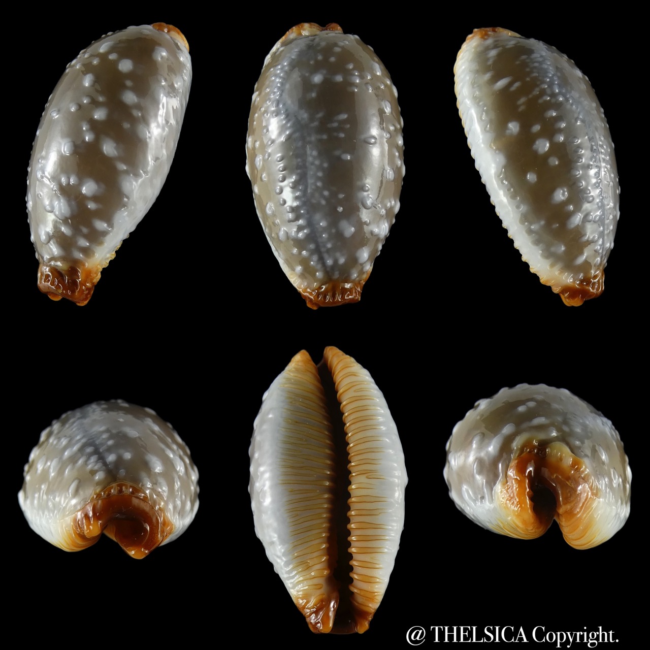 Staphylaea limacina staphylaeformis 35.22 mm Gem - Thelsica