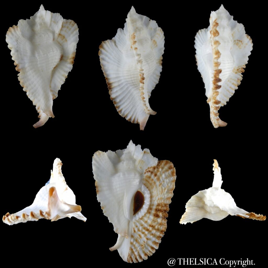 Muricidae Archives - Thelsica