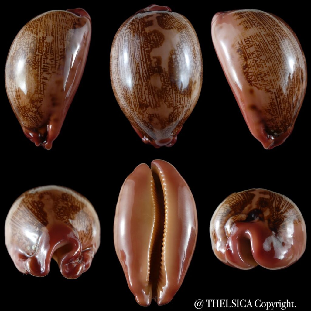 Leporicypraea mappa panerythra..TOP RED, 65.47 mm F+++/Gem - Thelsica