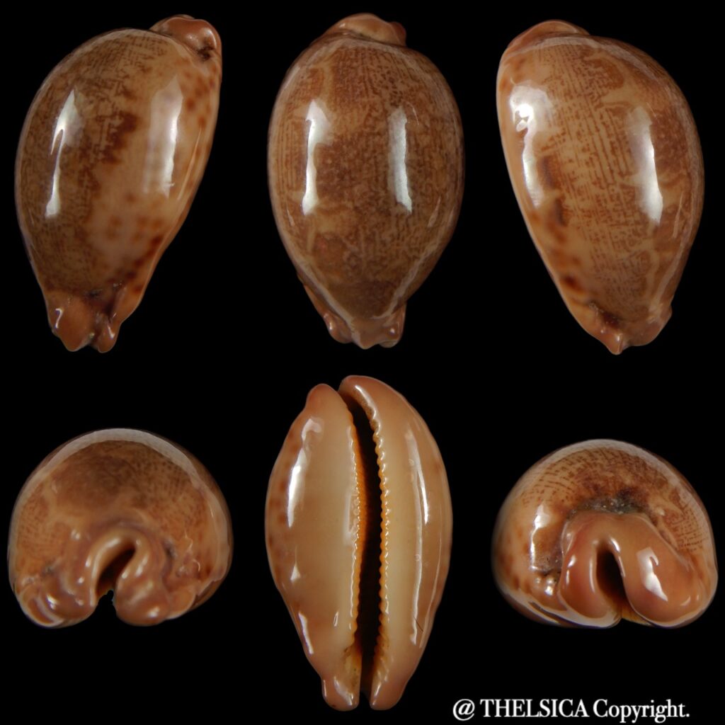 Leporicypraea mappa mappa ... Dwarf overglazed ... 45,76 mm Gem - Thelsica