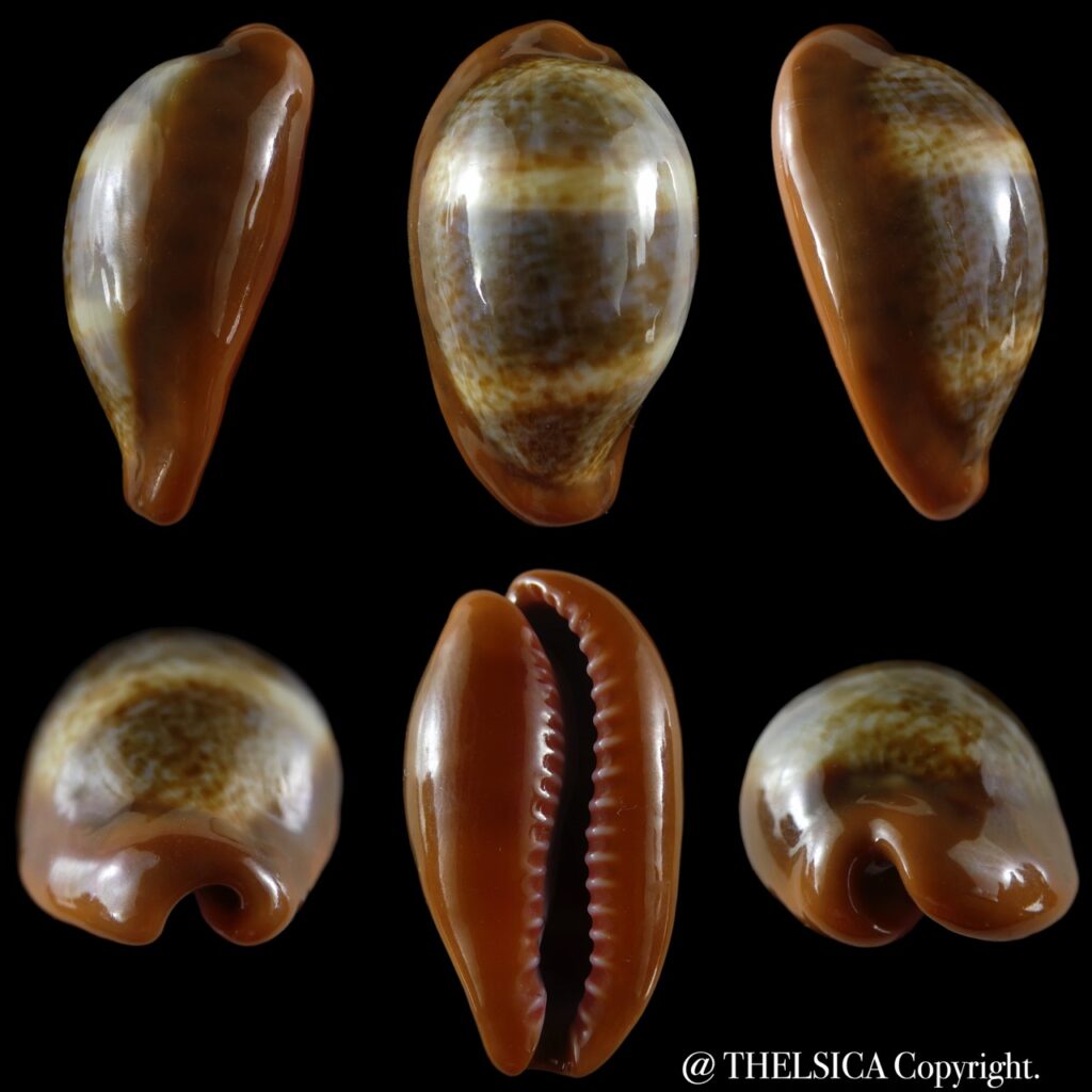 Cypraea Archives - Thelsica