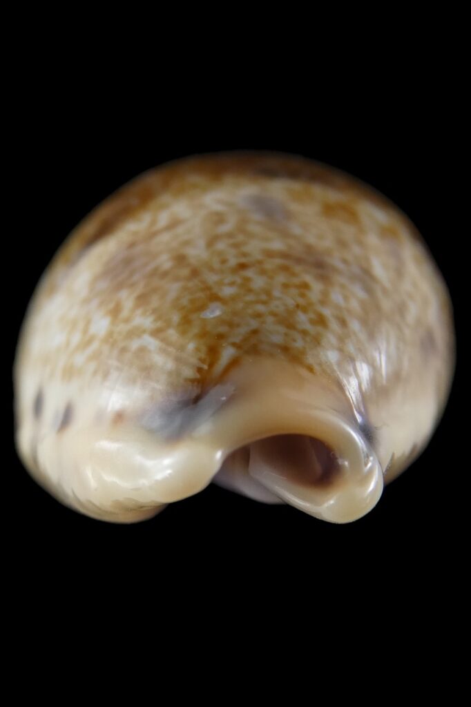 Contradusta walkeri surabajensis ..GIANT... 34,33 mm Gem - Thelsica