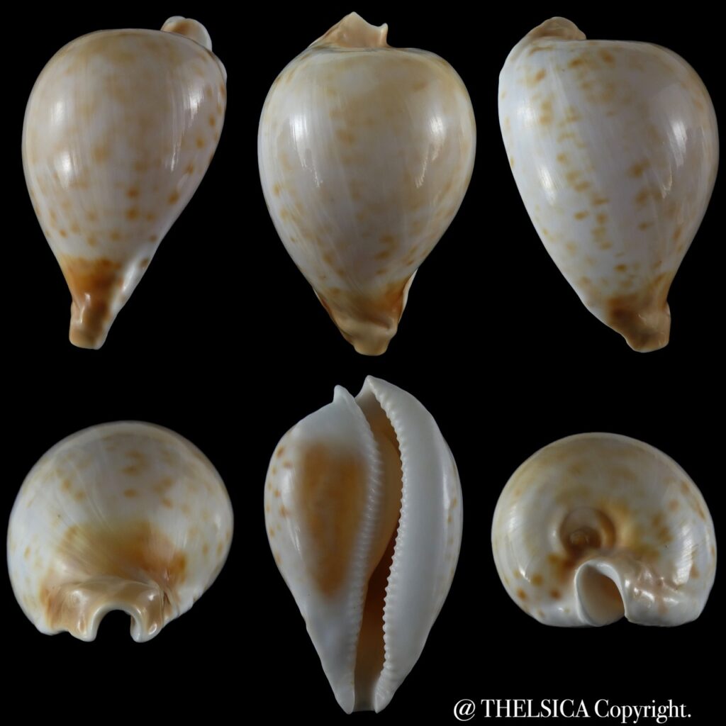 Umbilia Archives - Thelsica