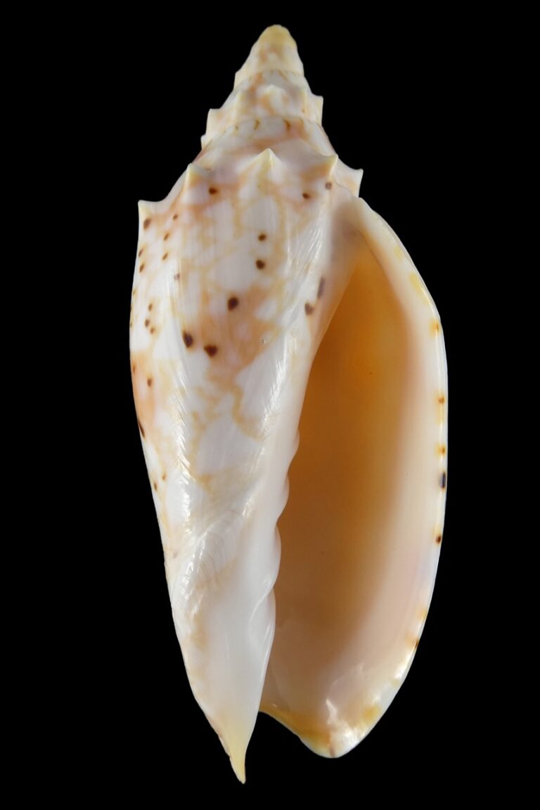 Cymbiola (Cymbiolacca) pulchra coucomorum ..Big size... 75.49 mm Gem ...