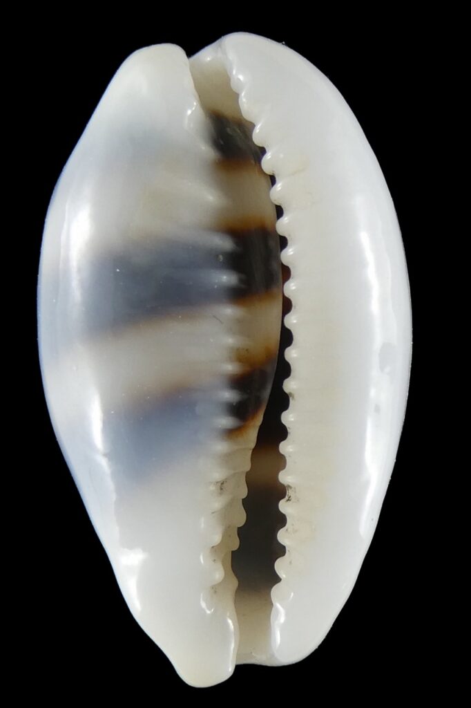 Palmadusta asellus asellus .. Very BIG size ... 24.19 mm F+++/Gem ...