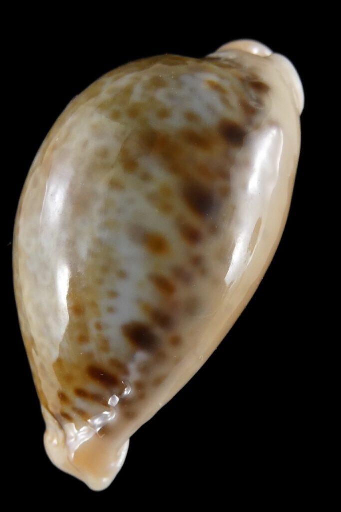 Naria spurca verdensium 25.25 mm Gem - Thelsica