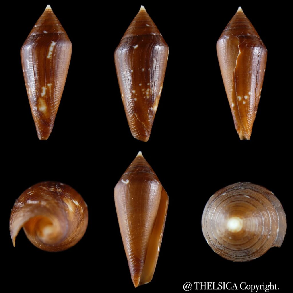 Conidae Archives - Thelsica