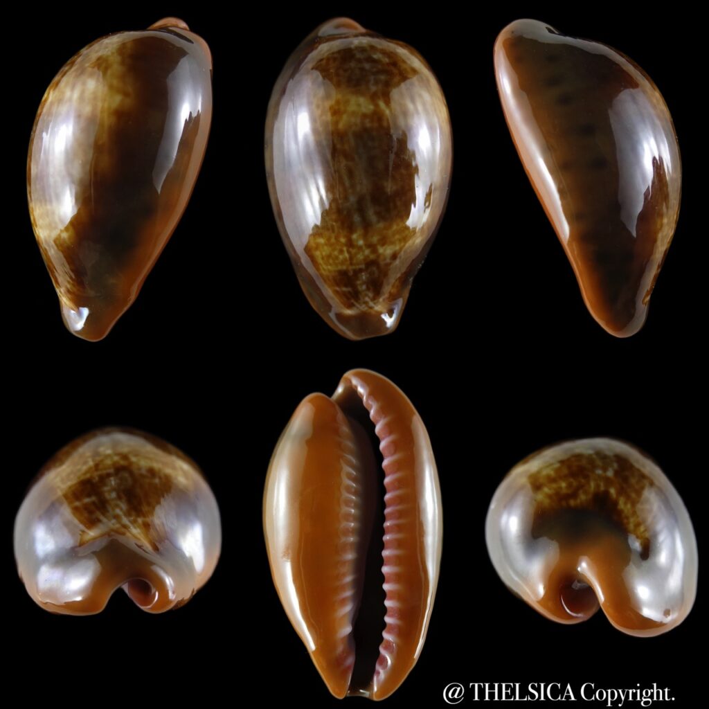 Zonaria pyrum insularum nigromarginata 35.23 mm Gem - Thelsica