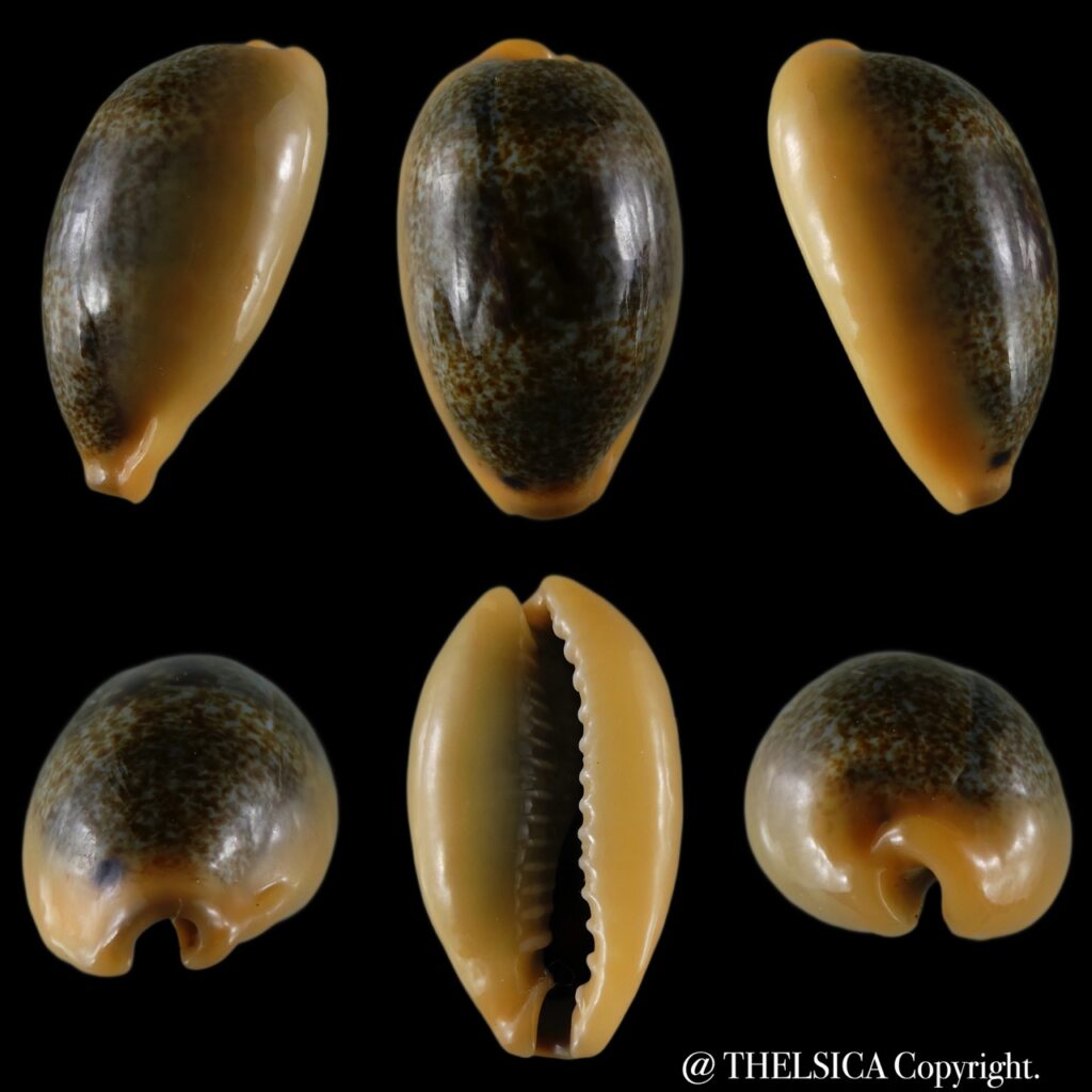 Erronea errones coxi 30.71 mm Gem - Thelsica