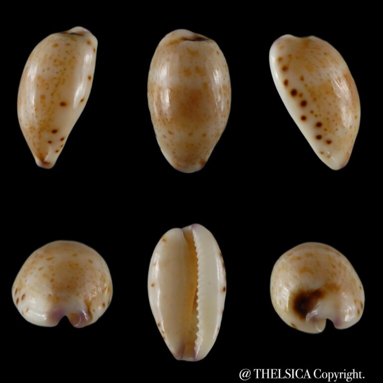 Cypraeidae Archives - Thelsica