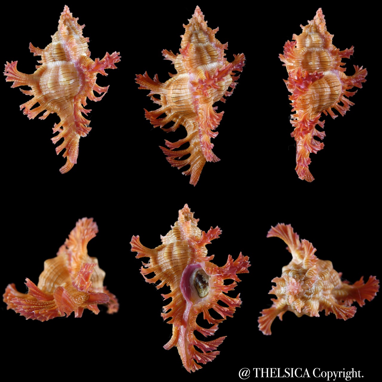 Chicoreus (Triplex) nobilis ... GIANT ... 56.15 mm Gem - Thelsica