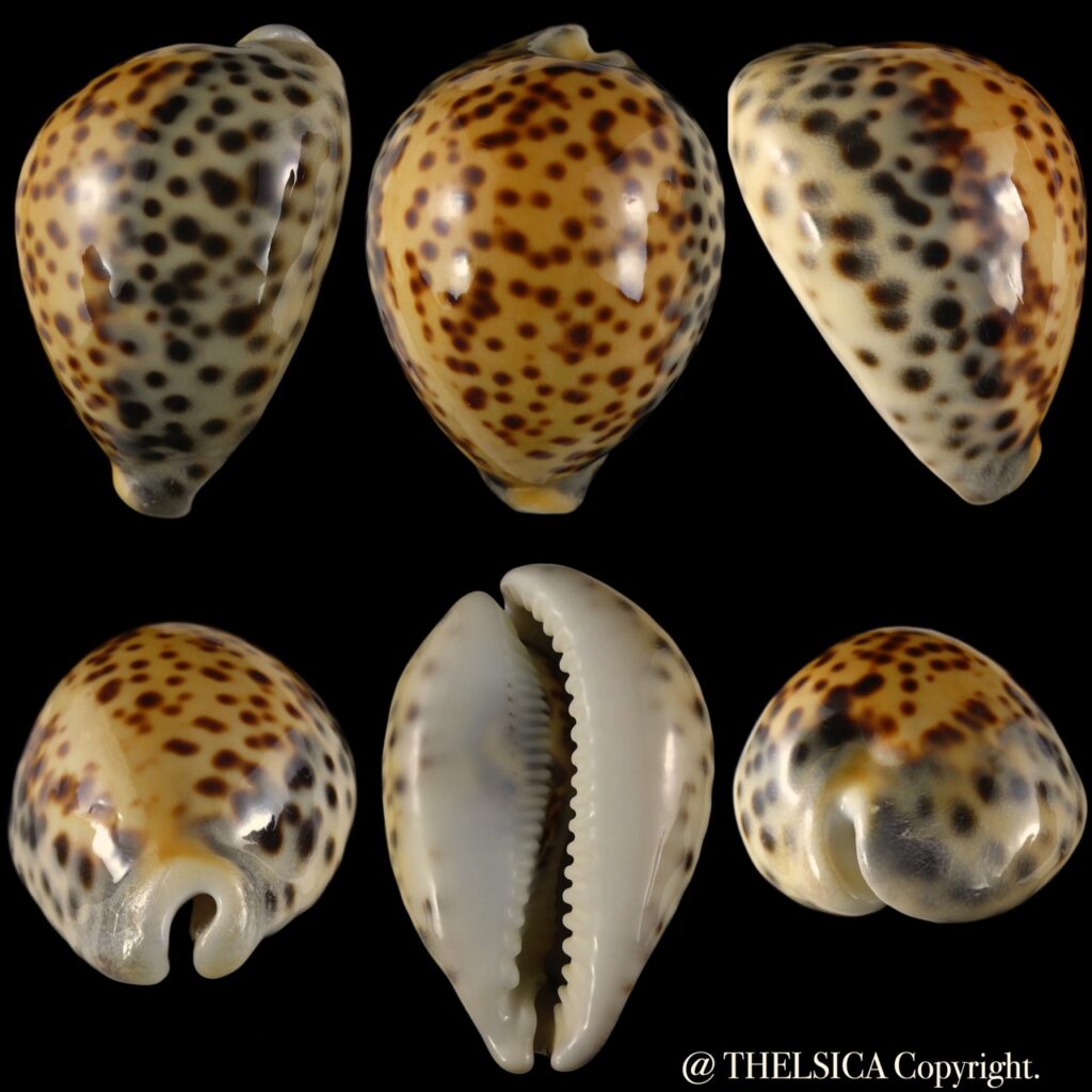 Cypraea tigris pardalis incana ... Big size … 86.96 mm Gem ( 126 grms ...