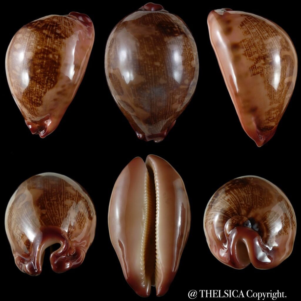 Leporicypraea mappa panerythra..81.76 mm Gem - Thelsica