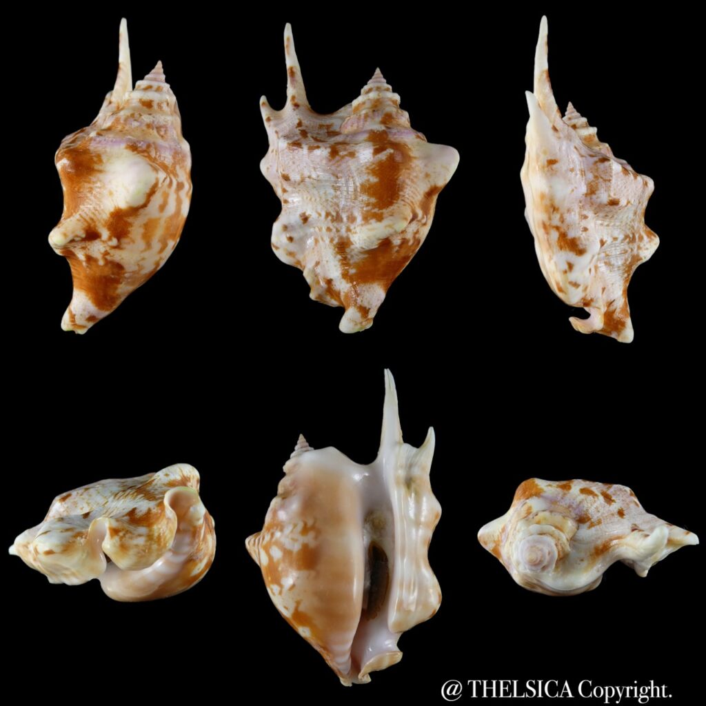 Strombidae Archives - Thelsica