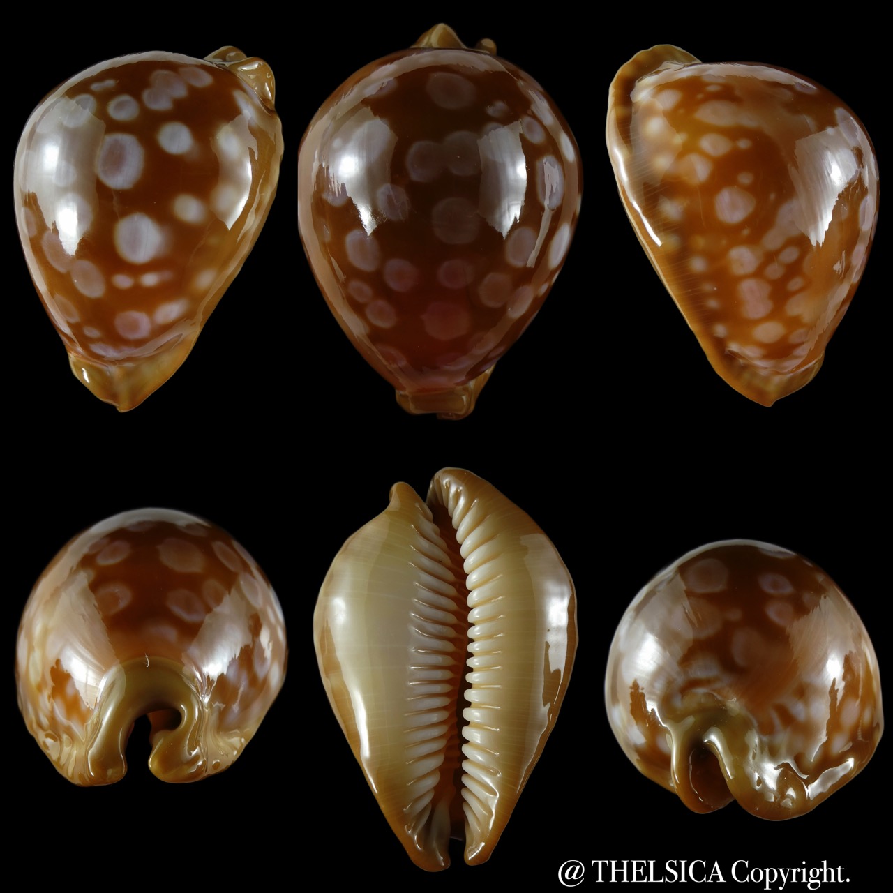 Callistocypraea leucodon escotoi .. Top pattern … 73.63 mm Gem - Thelsica
