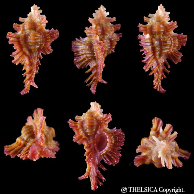 Chicoreus (Chicopinnatus) laqueatus 33.48 mm Gem - Thelsica